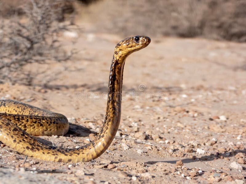 Vibrant Closeup of a Cape Cobra (Naja Nivea) Stock Image - Image of ...