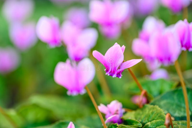Vibrant Cluster of Delicate Pink Blooms in Full Bloom Stock Photo ...