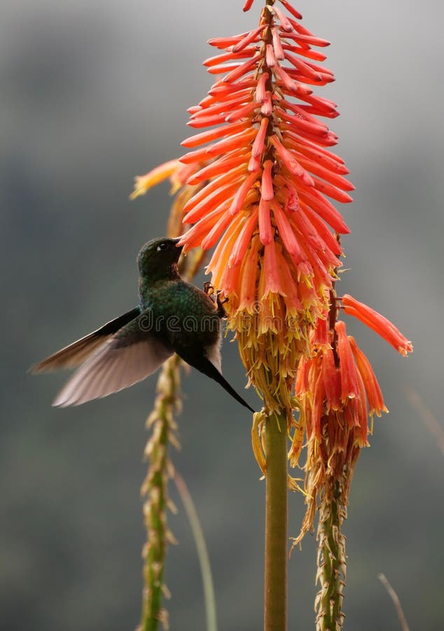 Vibrant Colibri Perched on a Kniphofia Papaya Flower Stock Photo ...