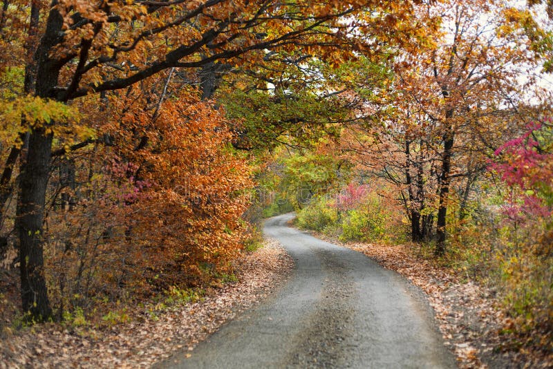 Vibrant Color Autumn Forest and a Curvy Road Stock Photo - Image of ...