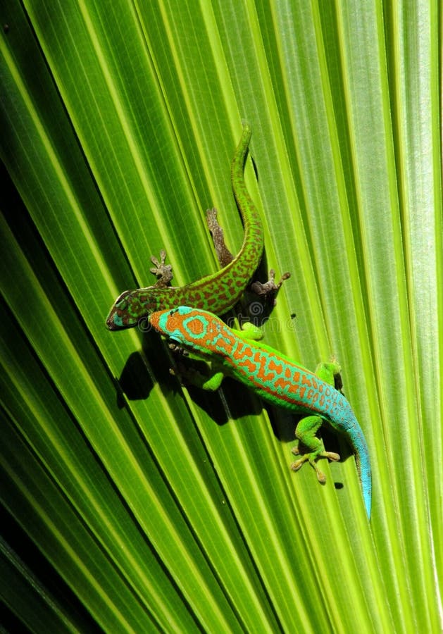 Vibrant Color Couple of Geckos Cuddling on Palm Tree Leaf Stock Photo ...
