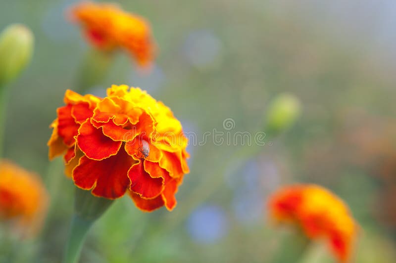 Vibrant color flowers stock photo. Image of plant, blossom - 20794118