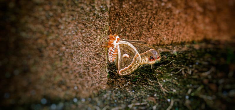 Vibrant Color Moth Springtime in Texas Stock Photo - Image of texas ...