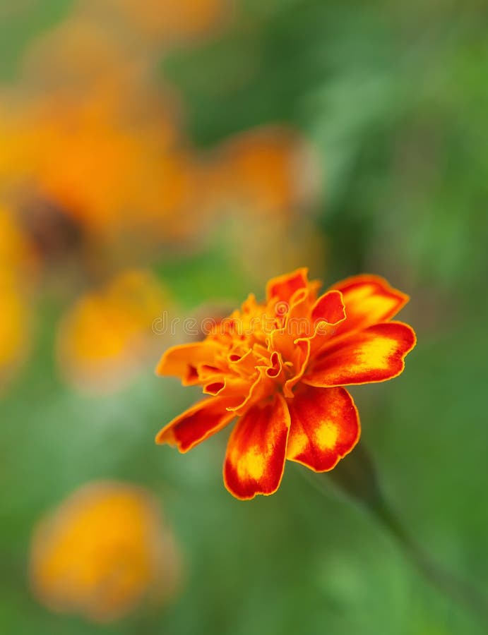 Vibrant Color of Orange Flowers Stock Photo - Image of nature, plant ...