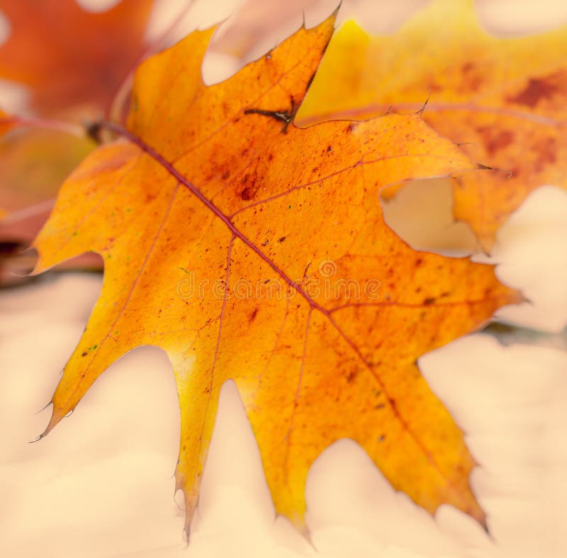 Vibrant Colored Autumn Oak Leave (leaf), Branch, Isolated. Stock Image ...