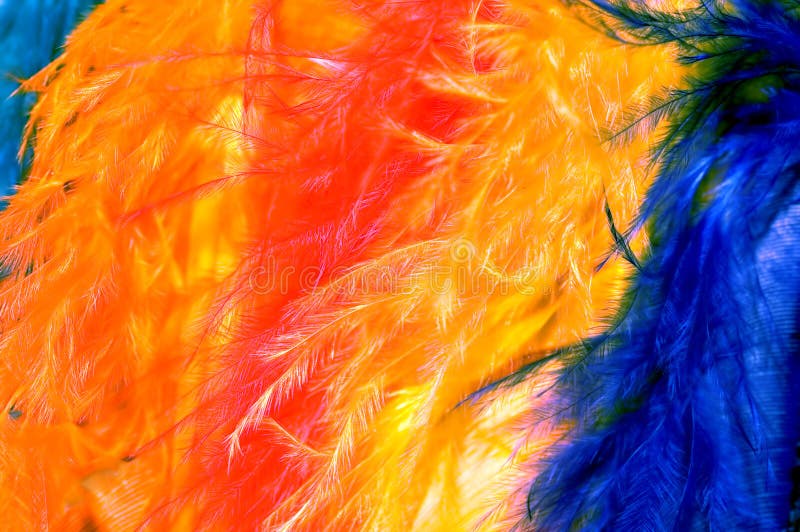 Colored Feathers with Rain Drops Stock Photo - Image of bright ...