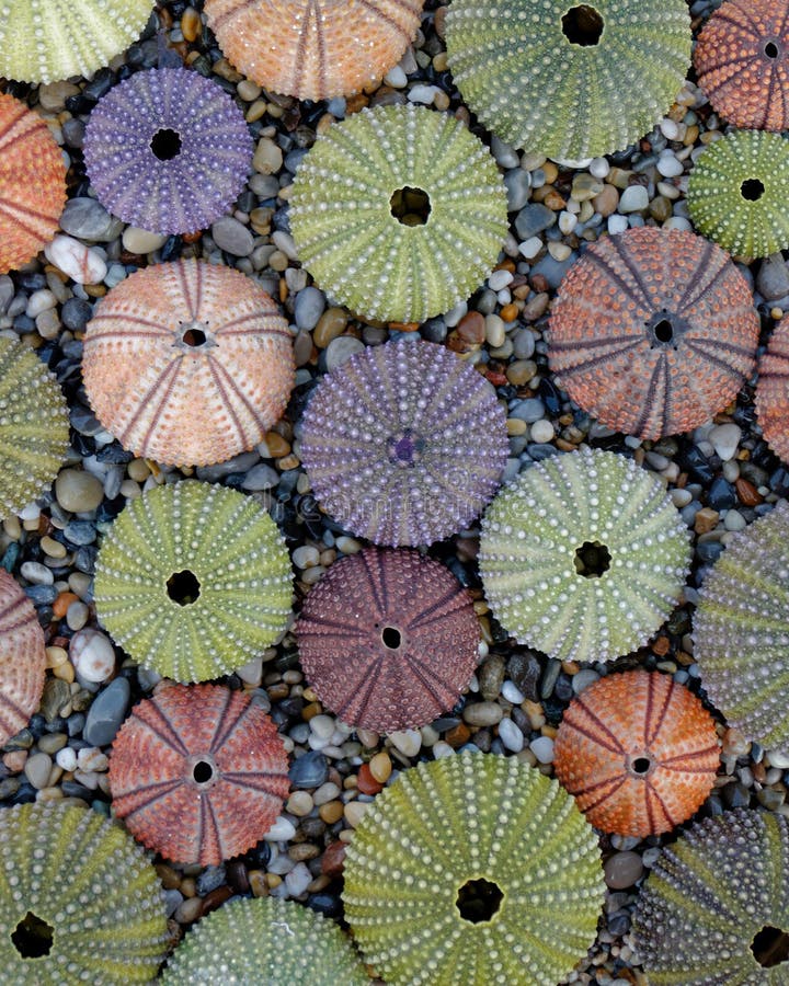 Sea Shells Collection Isolated on White Background. Stock Photo - Image ...