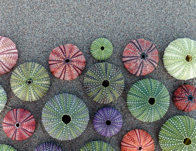 Vibrant Colored Sea Urchin Shells on Dark Sand Beach Stock Image ...