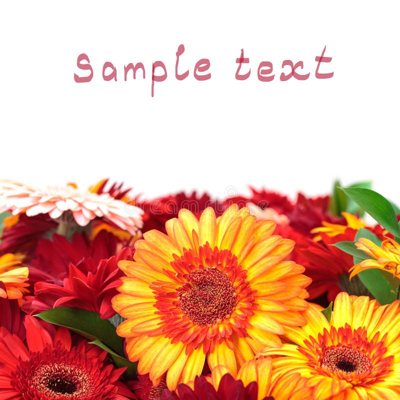Gerbera flowers frame stock image. Image of close, beauty - 14166853