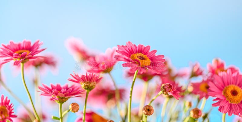 Vibrant and Colorful Spring Daisy Flowers, Bright Blue Sky Background ...