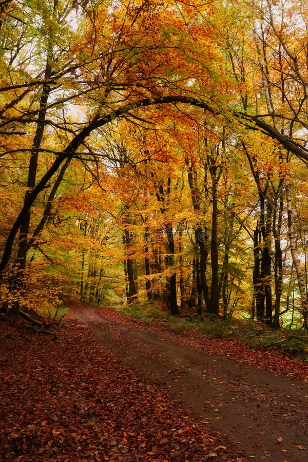 Vibrant Colorful Tree Leaves Around One Tree Growing Over a Path Stock ...