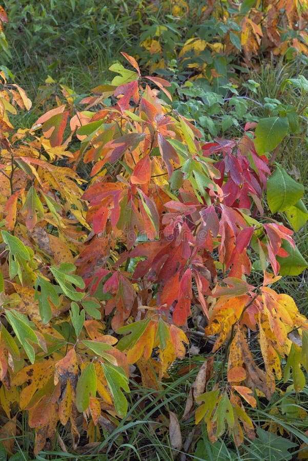 Vibrant colors on bush. stock image. Image of changing - 79334483