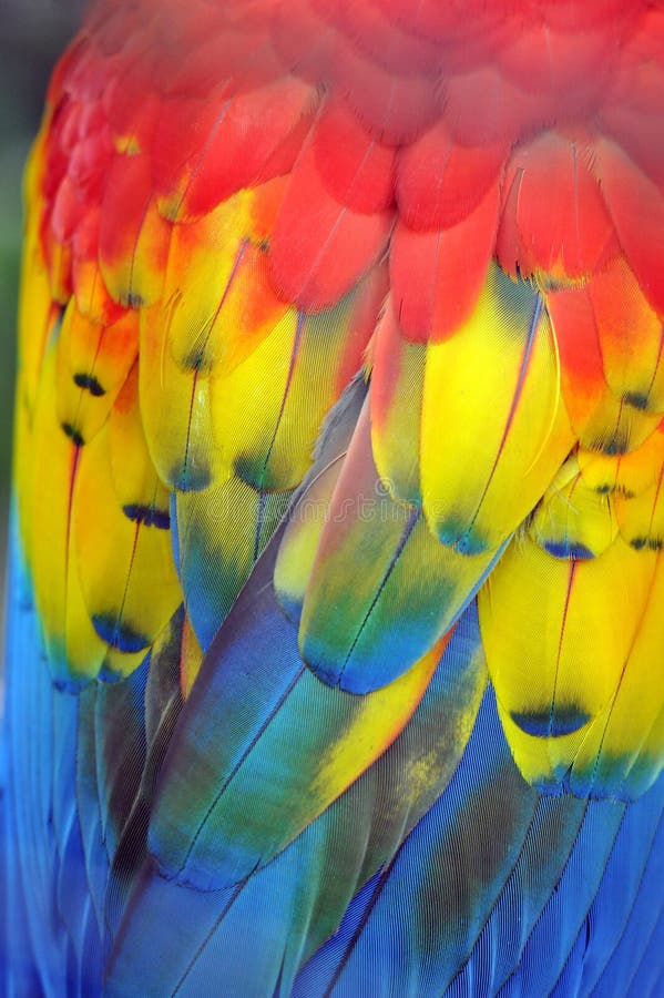 Parrot feathers stock photo. Image of color, exotic, avian - 50402040