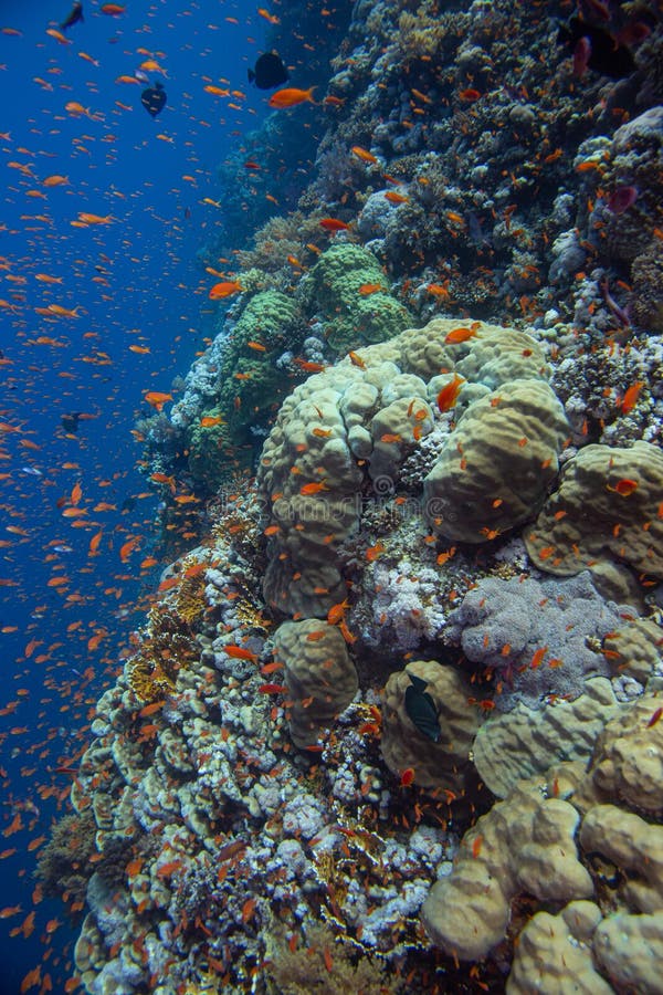 Red Sea coral Reef stock photo. Image of diving, color - 292579610