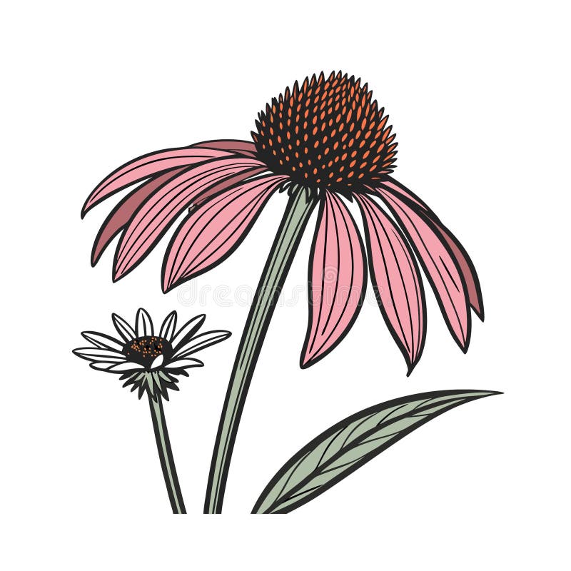 Vibrant Coneflower Top Graphic Stock Illustration - Illustration of ...