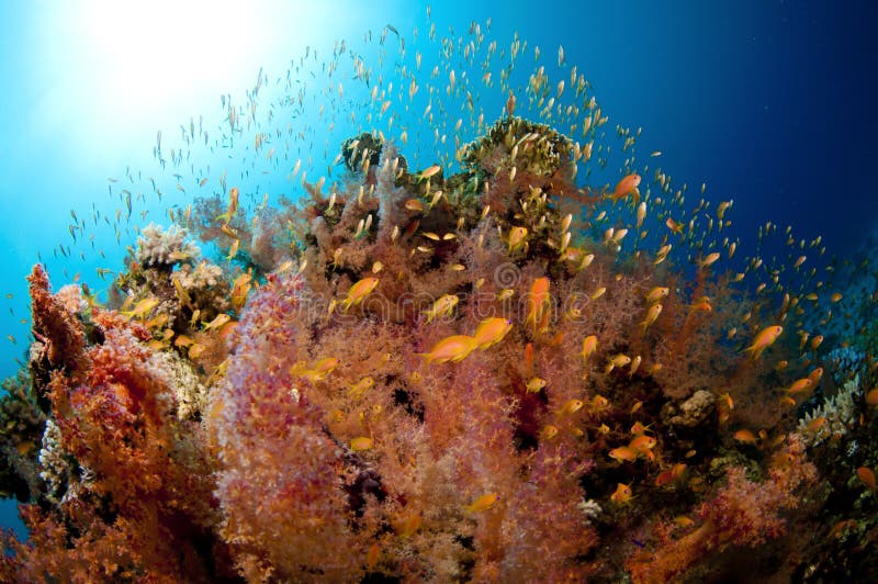 Vibrant Coral Reef with Lots of Fish Stock Photo - Image of beauty ...