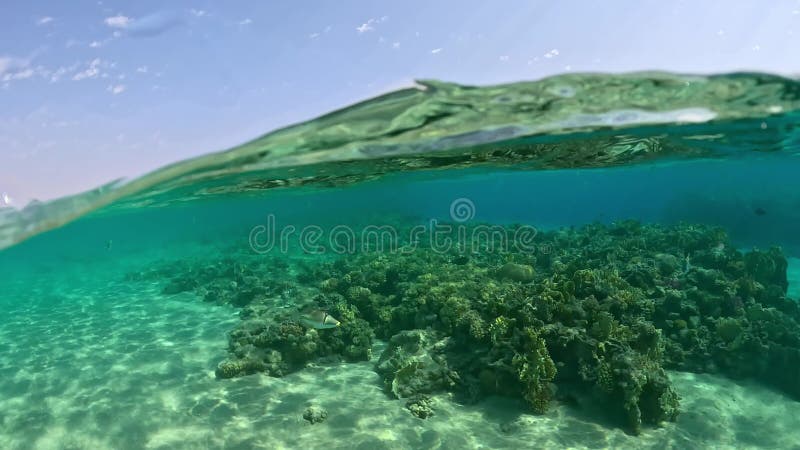 Vibrant Coral Reef Under Clear Blue Water with Sunlight Stock Video ...