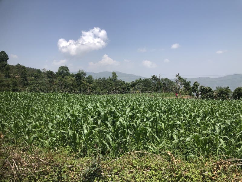 Vibrant Crop Growth in Serene Rural Landscape Stock Image - Image of ...