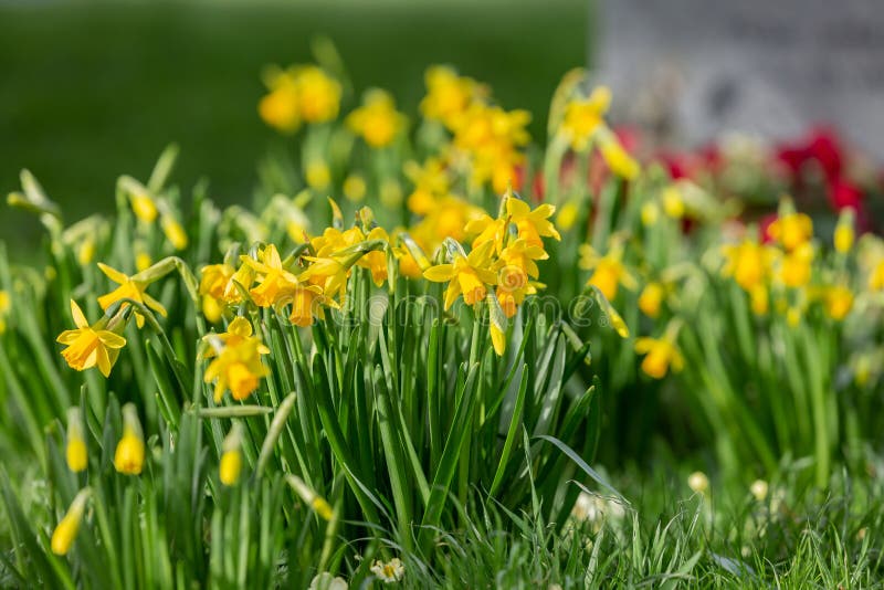 Vibrant Daffodils in the Spring Sunshine Stock Image - Image of floral ...