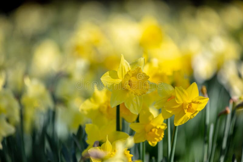 Vibrant Daffodils in the Spring Sunshine Stock Image - Image of floral ...