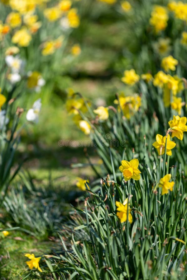 Vibrant Daffodils in the Spring Sunshine Stock Image - Image of floral ...