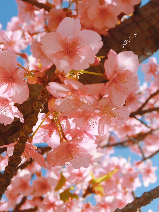Vibrant Display of Nature Featuring Sakura Flowers in Full Bloom with a ...