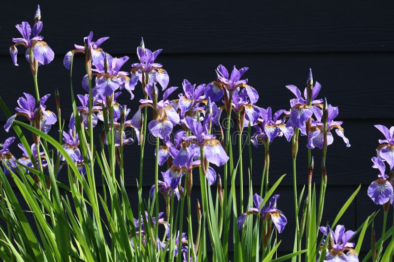 Vibrant Display of Purple Iris Versicolor in Full Bloom Growing in Lush ...