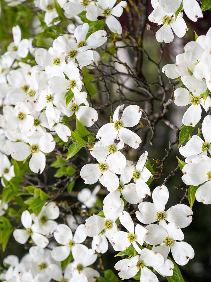 Vibrant Display of White Blossoms on a Cornus Tree Branch, Surrounded ...