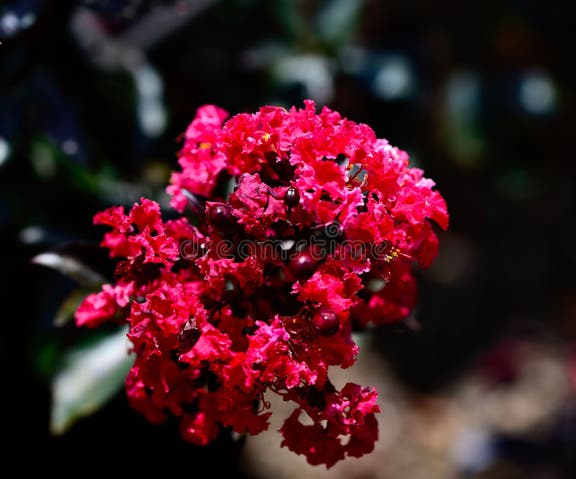 Double Dynamite Crape Myrtle in Bloom Stock Photo - Image of gardening ...