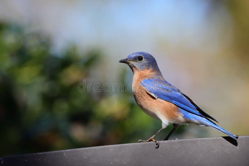 Vibrant Eastern Bluebird on Railing Stock Image - Image of summer ...