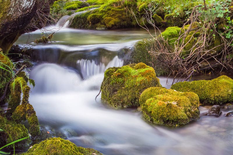 The Vibrant Ecosystem of a River Stream, Where Algae Thrive and Moss ...