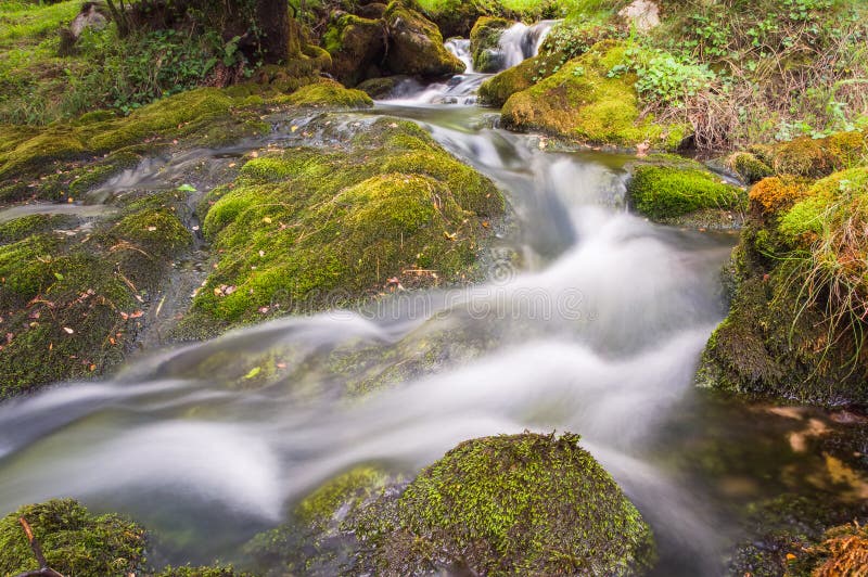 The Vibrant Ecosystem of a Stream, Where Algae Thrive and Moss Carpets ...