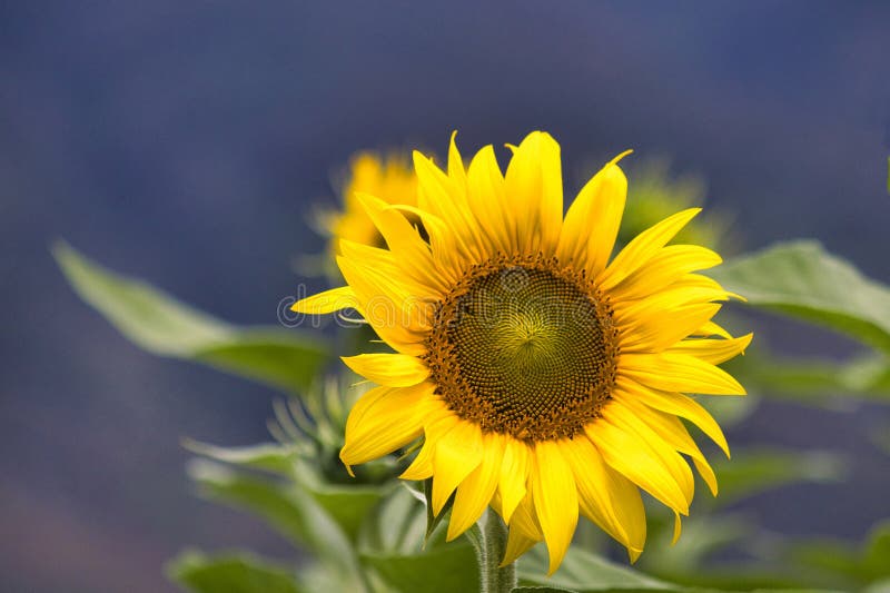 Vibrant Exploding Color of a Yellow Sunflower Bloom . Stock Photo ...