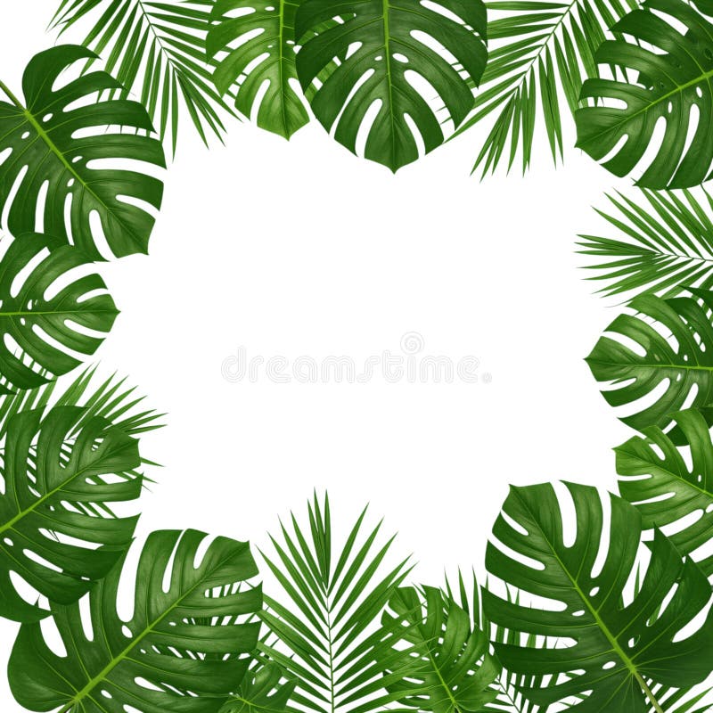 Tropical Leaf Border Frame for Design Elements Stock Photo ...