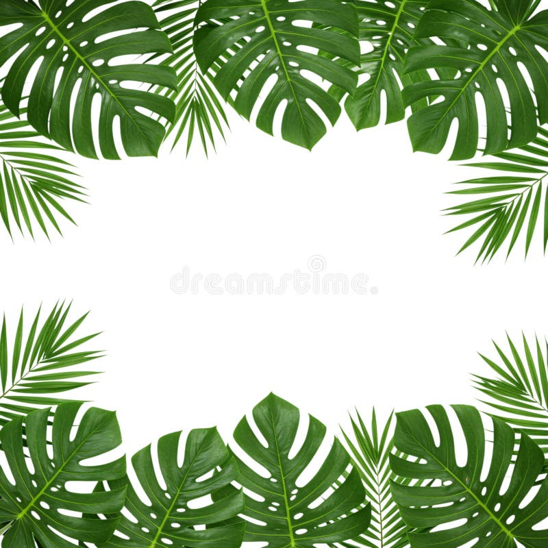 Tropical Leaf Border Frame for Design or Transparent Background Stock ...