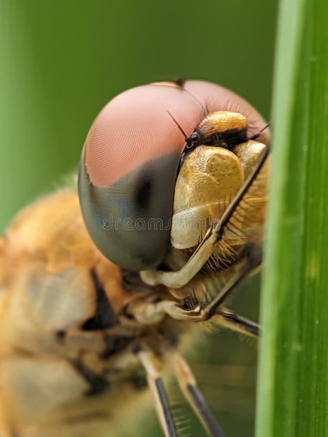 Vibrant Eyes from the Red Dragon Fly Stock Image - Image of animal ...