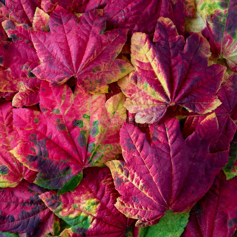 Vibrant Fall Color in a Maple Leaf Nature Background, Red, Yellow ...
