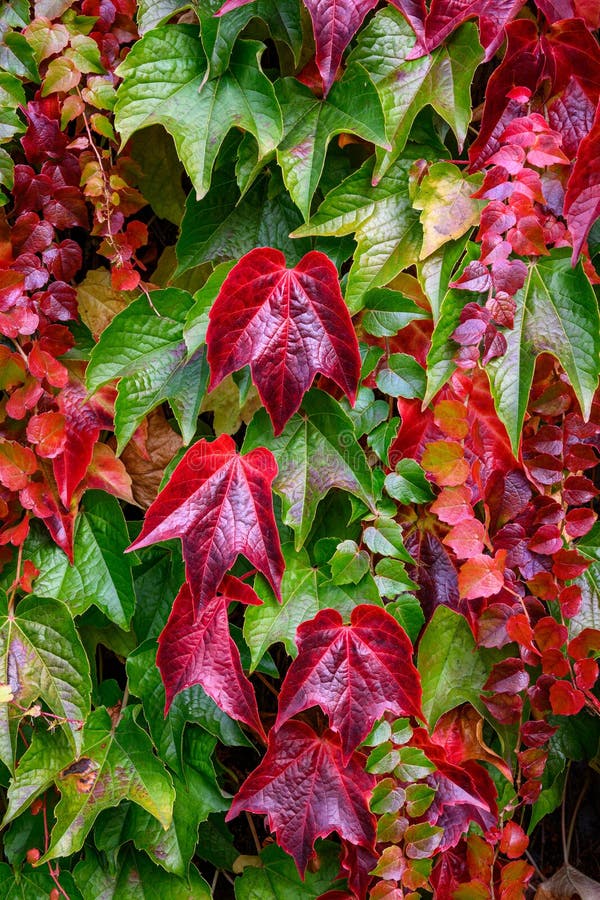 Vibrant Fall Colors in the Foliage of Vines Growing on a Wall, As a ...