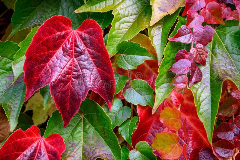 Vibrant Fall Colors in the Foliage of Vines Growing on a Wall, As a ...