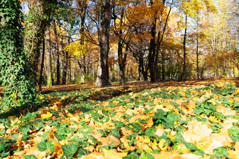 Vibrant fall foliage stock photo. Image of blur, beautiful - 148770780