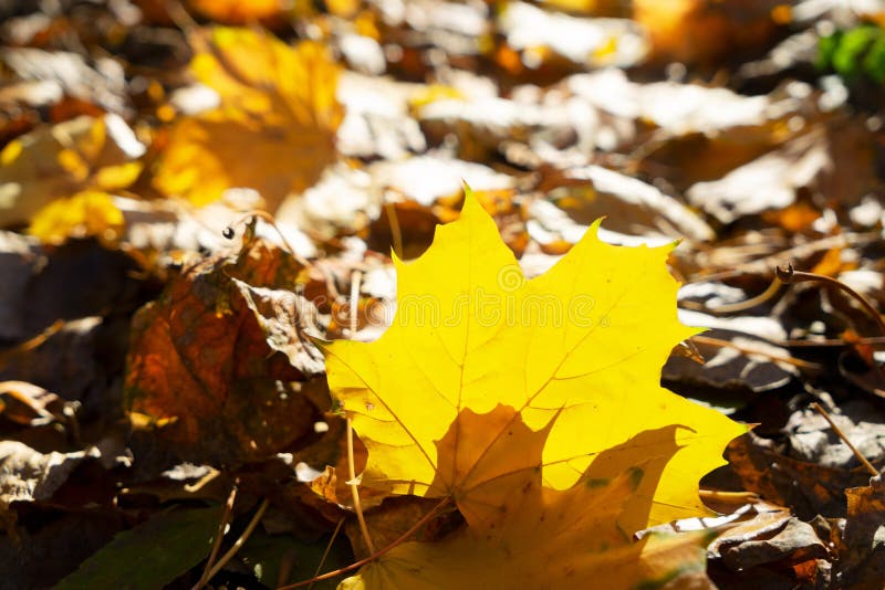 Vibrant fall foliage stock photo. Image of leaf, natural - 146112972