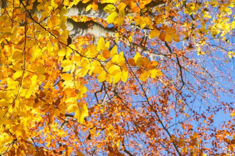 Vibrant fall foliage stock image. Image of nature, leaves - 99384601