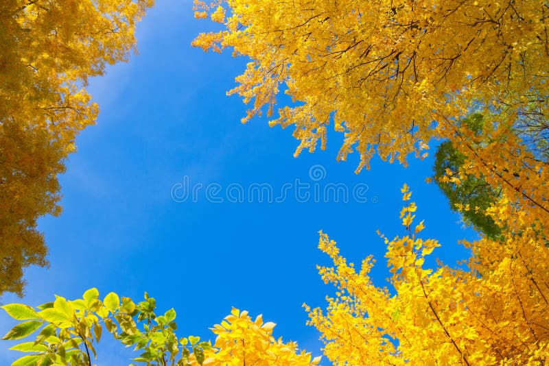 Vibrant fall foliage stock image. Image of autumn, plant - 97951827