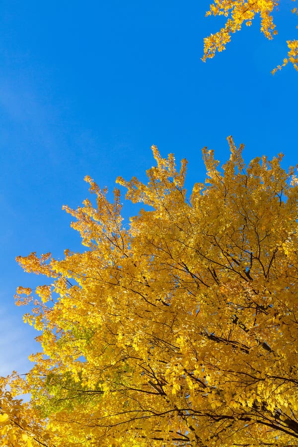 Vibrant fall foliage stock photo. Image of leaf, branch - 74831056