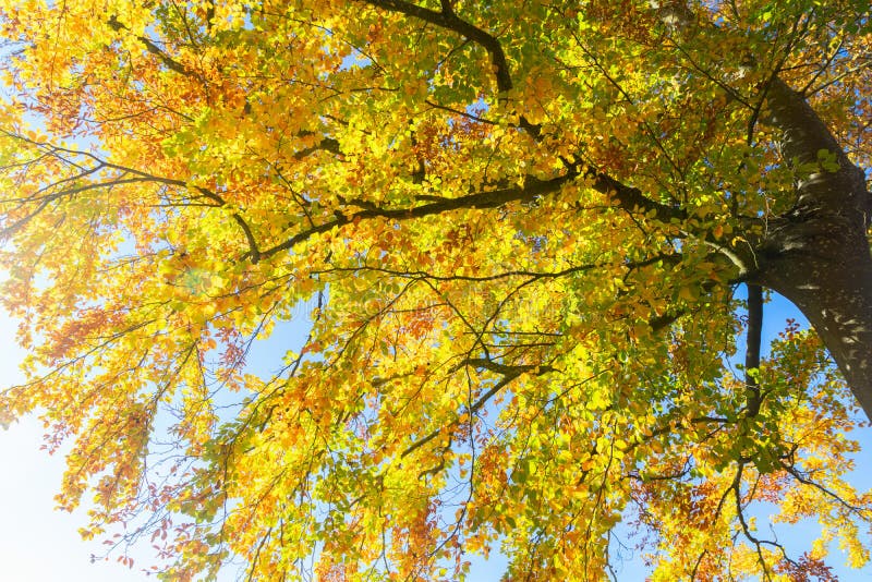 Vibrant fall foliage stock image. Image of environment - 101035671