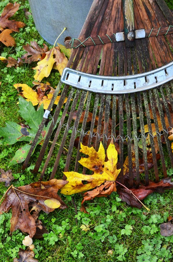 Vibrant Fall Leaves with Bamboo Rake Stock Image - Image of nature ...