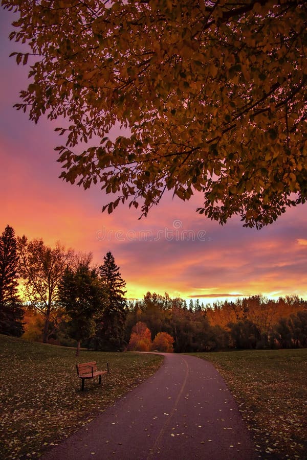 Fall Leaves Over a Park Pathway at Sunrise Stock Photo - Image of road ...