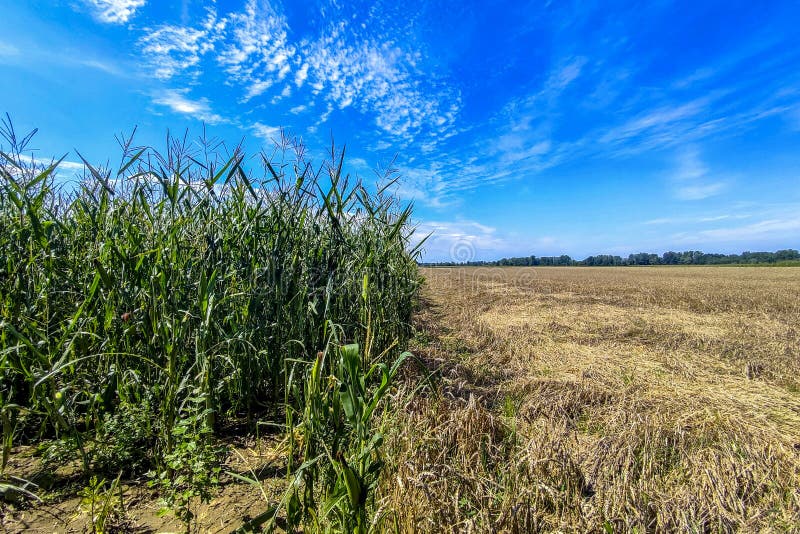 A Vibrant Farm Landscape Featuring Green Cornfields and Golden Straw ...