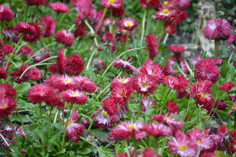 Vibrant Field of Red Wildflowers Stock Image - Image of view, rural ...