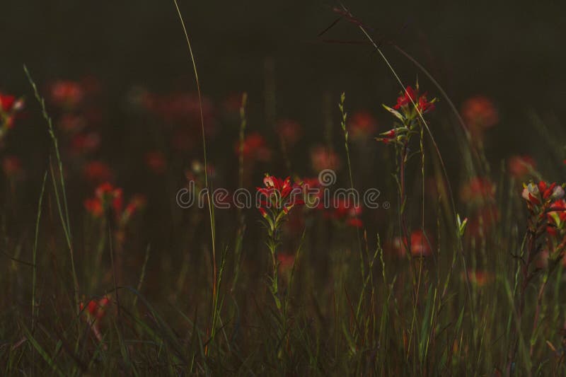 Vibrant Field of Tall Green Grasses and Red Wildflowers Stock Photo ...